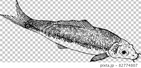 Fish: Barbel steed - Stock Illustration [82774807] - PIXTA