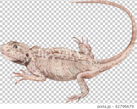 bearded dragon watercolor - Stock Illustration [82796679] - PIXTA