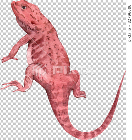 bearded dragon watercolor - Stock Illustration [82796686] - PIXTA