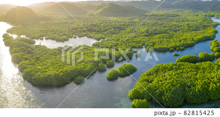 Anavilhanas archipelago, flooded amazonia...の写真素材 [82815425] - PIXTA