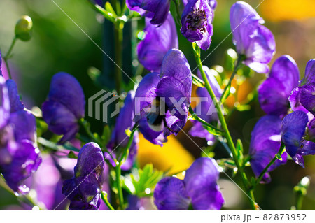 Flowers of an Akonite (Aconitum variegatum)の写真素材 [82873952] - PIXTA