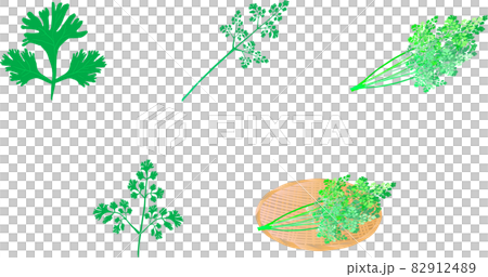 Pakuchi (coriander) simple vegetable set - Stock Illustration [82912489 ...