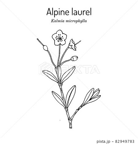 Drawings Of A Bog Plants