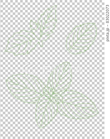 Mentha line drawing illustration - Stock Illustration [83022073] - PIXTA