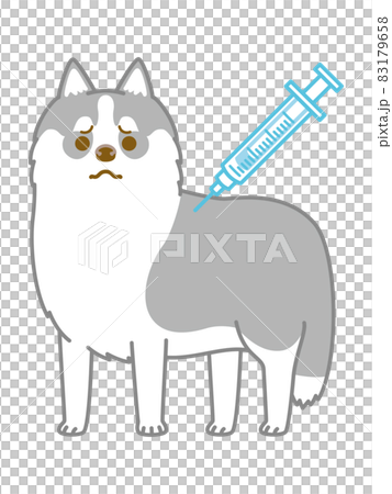Siberian husky hitting an injection - Stock Illustration [83179658] - PIXTA