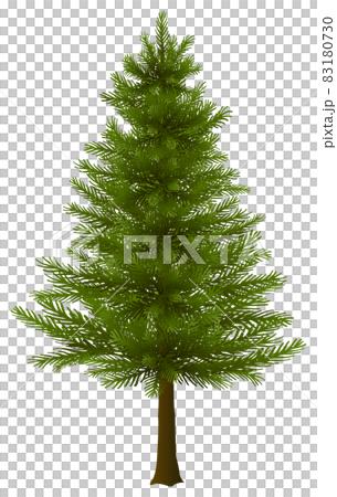Fir tree illustration - Stock Illustration [83180730] - PIXTA