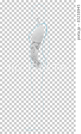 Human body CG Drawing the entire internal... - Stock Illustration ...
