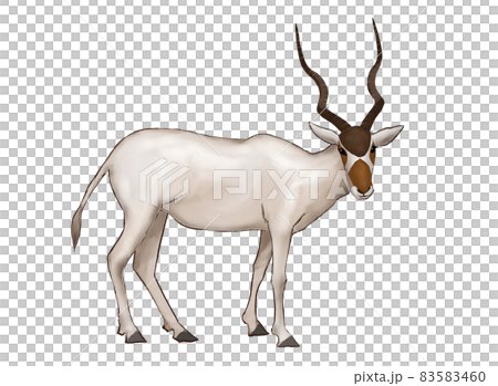 Addax illustration - Stock Illustration [83583460] - PIXTA