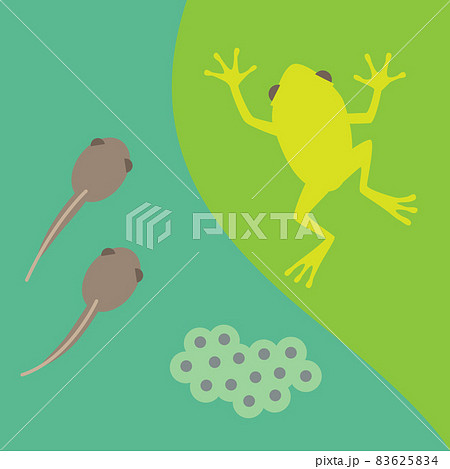 Tadpole To Frog Clipart The Edible Frog With Tadpole, Tree Frog With