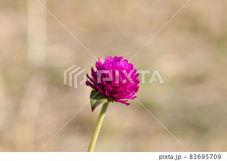 St Lucia National Flower Marguerite | Best Flower Site