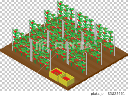 Isometric harvesting tomato fields - Stock Illustration [83822661] - PIXTA