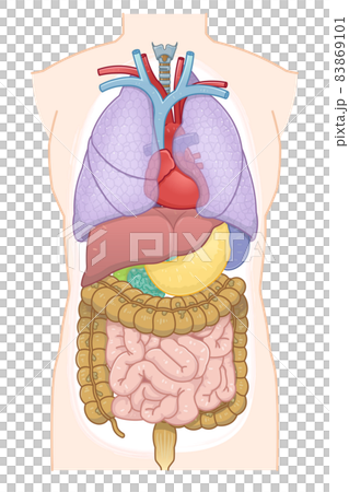 internal organ, entrail, construction - Stock Illustration [83869101 ...