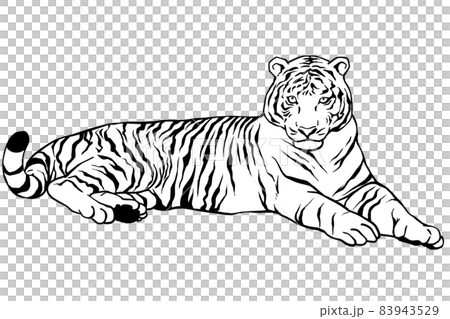 Lying tiger line drawing - Stock Illustration [83943529] - PIXTA