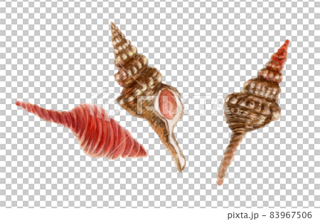 Hand-painted watercolor painting of Fusinus... - Stock Illustration [83967506] - PIXTA