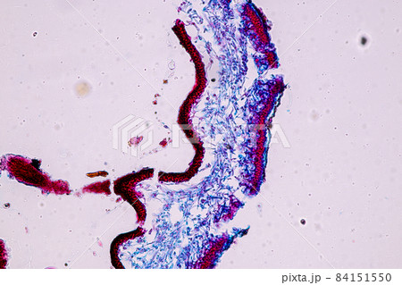 Lichen Thallus Microscope