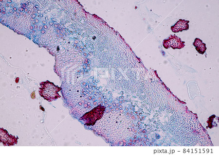 Lichen Thallus Microscope