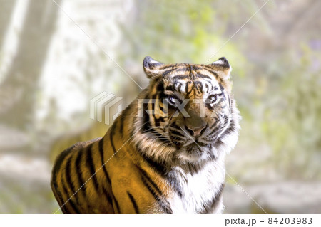 Tiger Face Side View