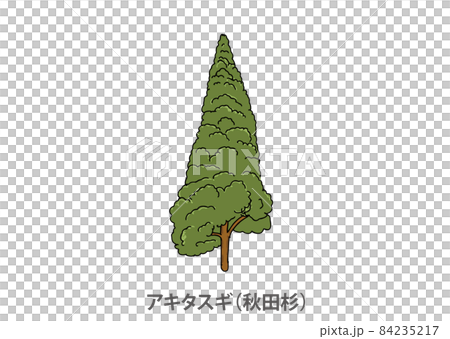 [Prefectural tree] Akitasugi (Akita cedar)... - Stock Illustration ...