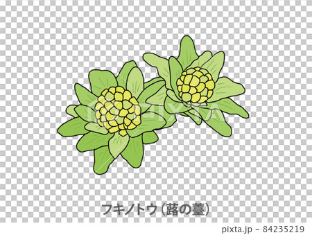[Prefectural flower] Fukinotou (Butterbur... - Stock Illustration ...