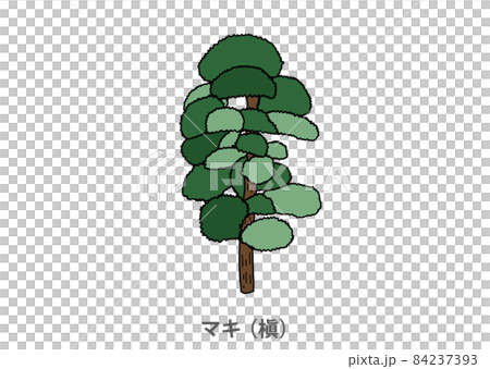 [Prefectural tree] Maki (Maki) Chiba prefecture - Stock Illustration ...