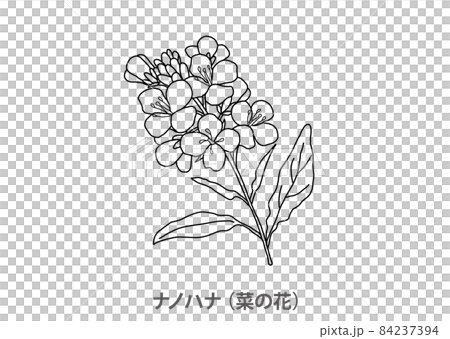 [Prefectural flower] Nanohana (rape blossoms)... - Stock Illustration ...