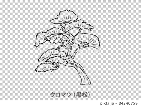 [Prefectural tree] Black pine (Kuromatsu) Gunma... - Stock Illustration ...