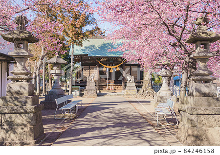 河津桜の咲く江田鏡神社の写真素材 [84246158] - PIXTA