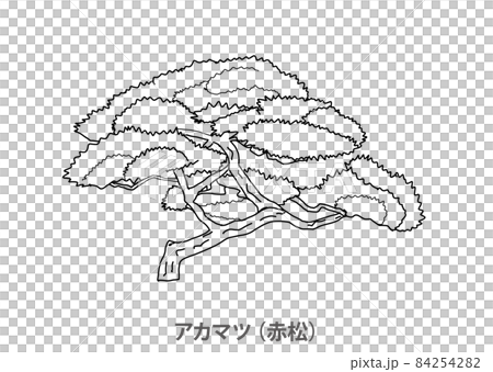 [Prefectural tree] Akamatsu (Akamatsu)... - Stock Illustration ...