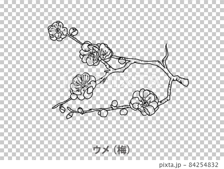 [Prefectural flower] Ume (plum) Wakayama... - Stock Illustration ...