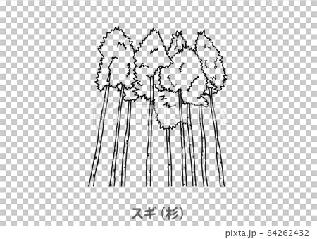 [Prefectural tree] Sugi (sugi) Nara... - Stock Illustration [84262432 ...