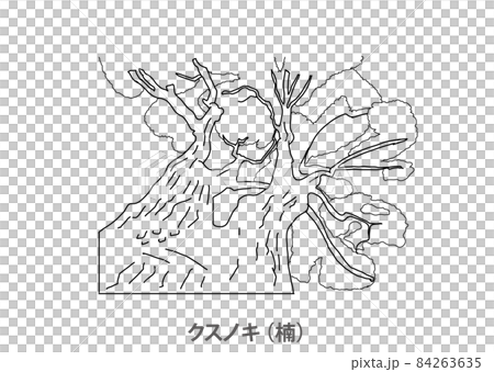 [縣樹]樟樹（草）佐賀縣線描-插圖素材 [84263635] - PIXTA圖庫