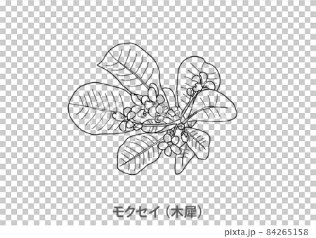 [Prefectural tree] Sweet osmanthus (Sweet... - Stock Illustration ...