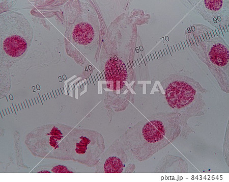 終期 | しゅうき | shuuki 是什么意思？-日文字典，日文中文（简体）字典 Mazii