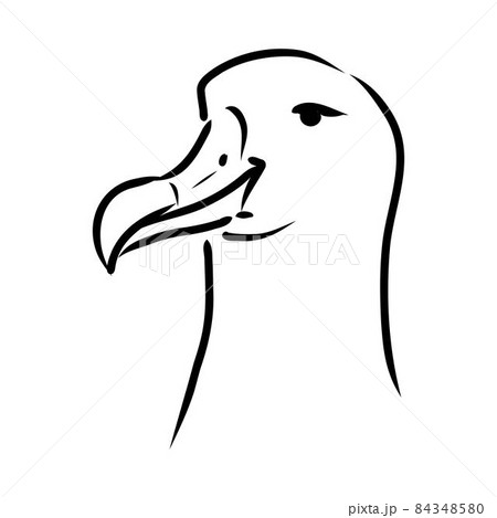 Seagull Head Drawing