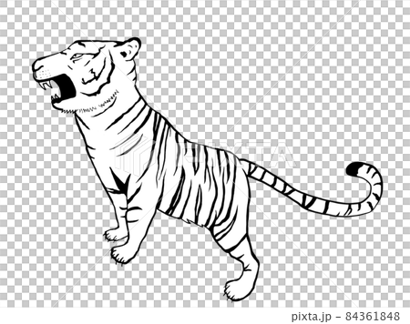 Howling tiger illustration material (black and... - Stock Illustration ...