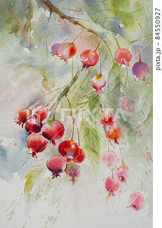 ジューンベリー 植物画のイラスト素材 [84550927] - PIXTA