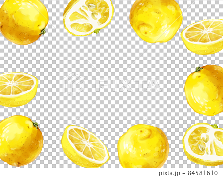 Hand-painted watercolor flower Yuzu... - Stock Illustration [84581610 ...