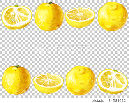 Hand-painted watercolor flower Yuzu... - Stock Illustration [84581612 ...