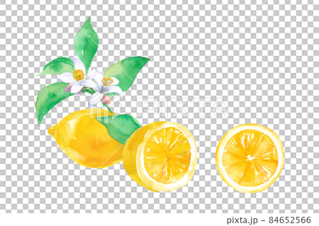 3つのレモンと葉と花の水彩イラスト。のイラスト素材 [84652566] - PIXTA