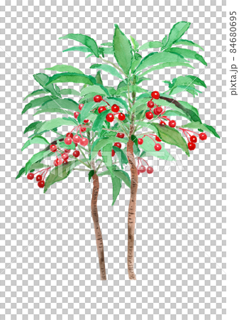 Ardisia crenata watercolor illustration of... - Stock Illustration ...