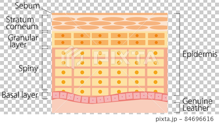 skin, construction, cross-section - Stock Illustration [84696616] - PIXTA