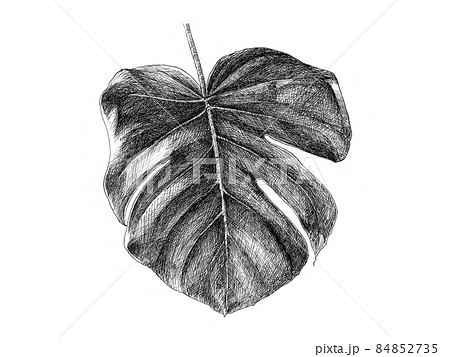 精密描写のモンステラのボタニカルアートのイラスト素材 [84852735] - PIXTA