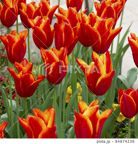 Spring background with red tulips flowers....の写真素材 [84874236] - PIXTA