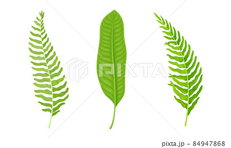 Fern and palm leaves plants set. Green jungle...のイラスト素材 [84947868] - PIXTA