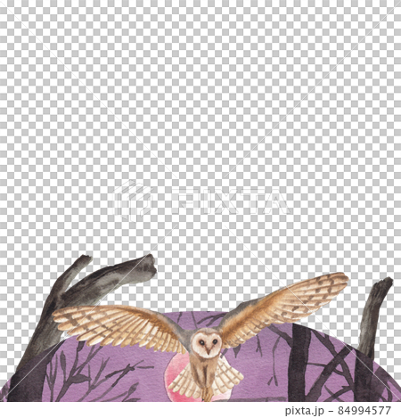 owl bird watercolor frame png-插圖素材 [84994577] - PIXTA圖庫