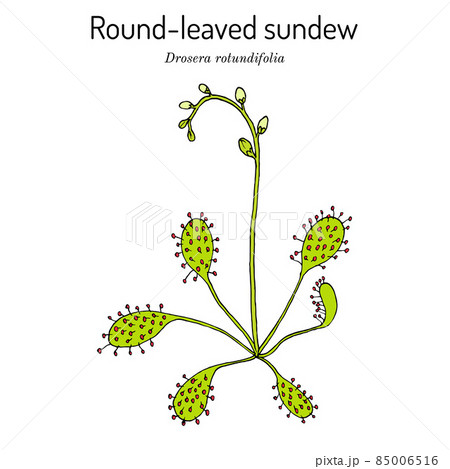 Sundew Plant Diagram