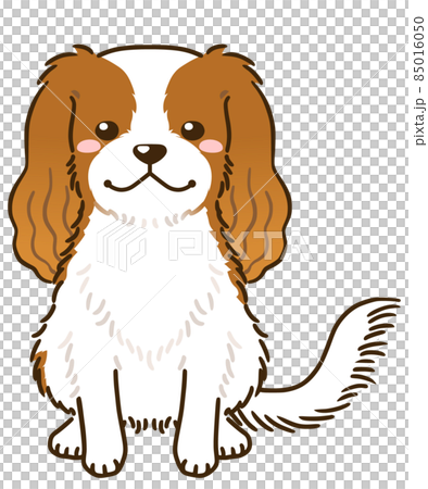 Cavalier (Blenheim) - Stock Illustration [85016050] - PIXTA