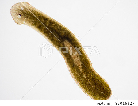 Planaria Under Microscope