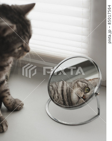 Funny Mirror Reflection