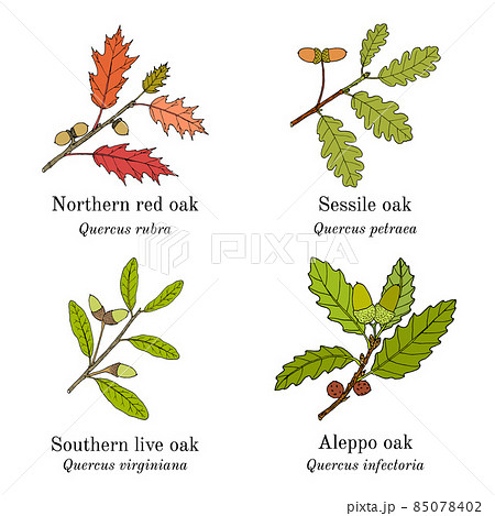 Quercus Virginiana Drawing
